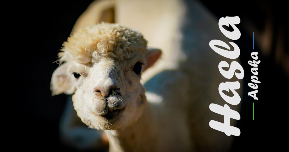 Hasla Alpaka 🦙
